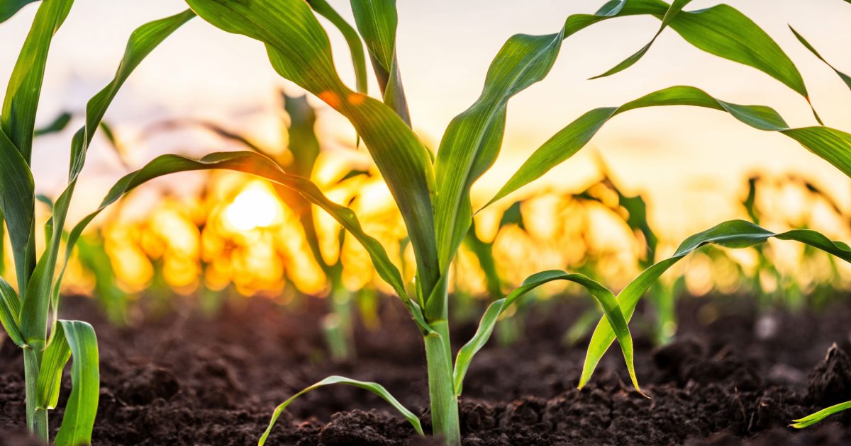 Corn | Seed Consultants